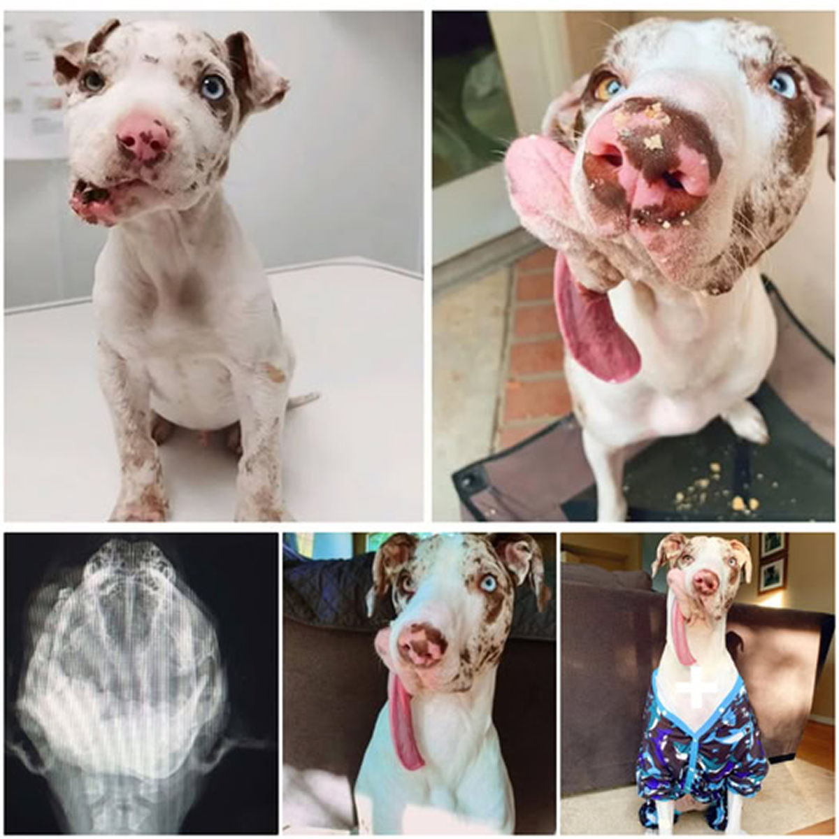 Shunned by most because of its disfigured face, the puppy desires only ...