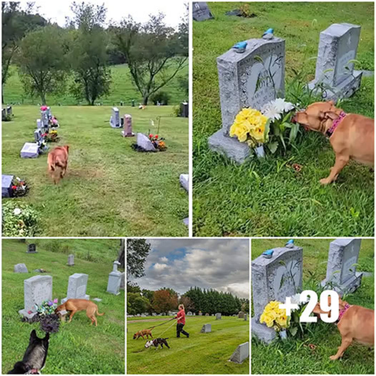 Unbreakable Bond: A Loyal Dog Refuses to Leave Its Owner’s Grave ...