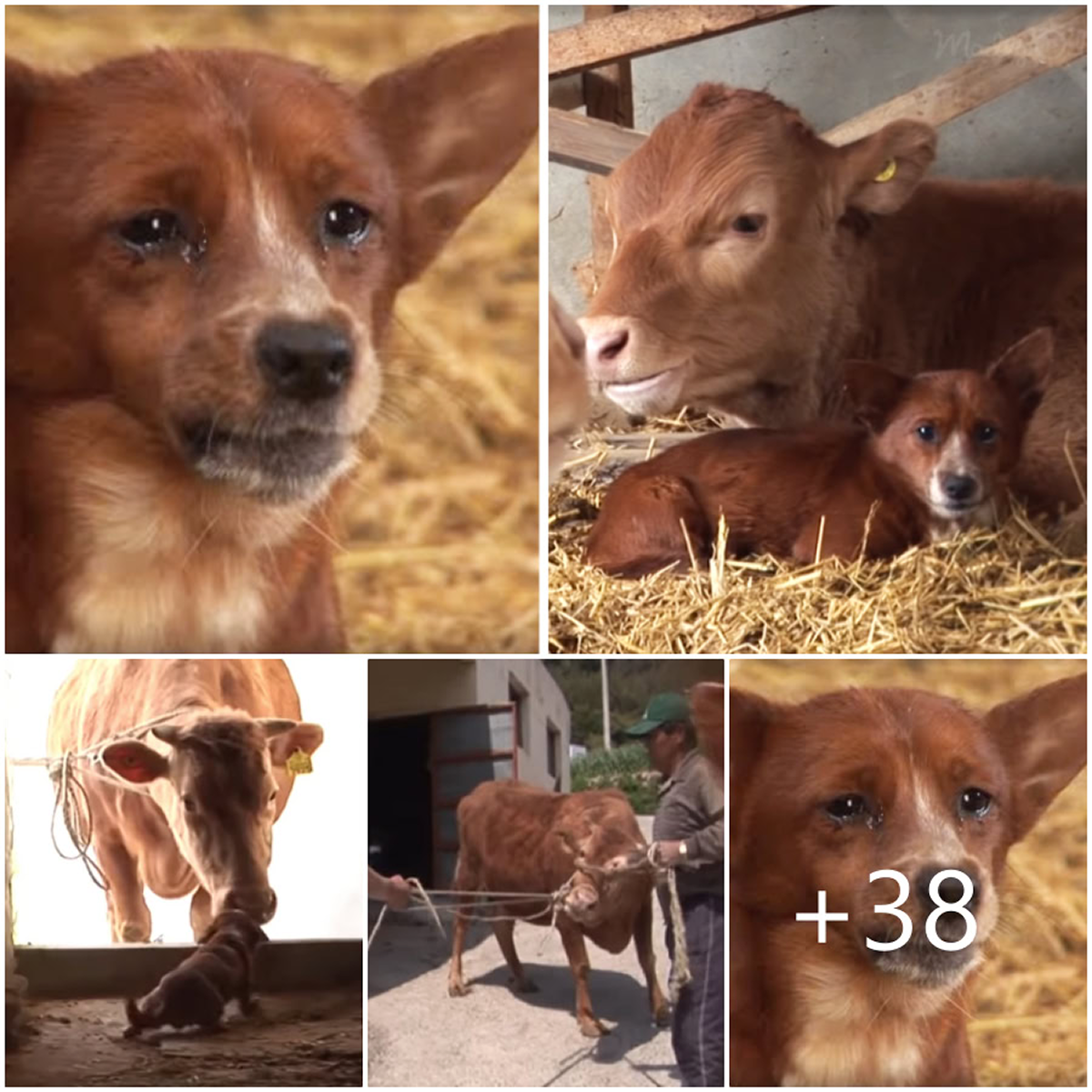 A Tearful Puppy Reunites With Its Adoptive Cow Mother, Creating a ...