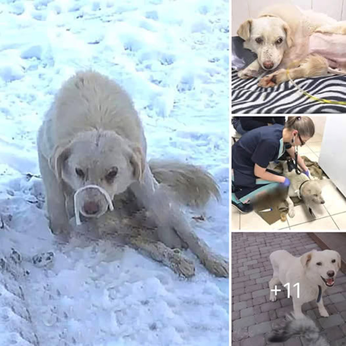 My heart shattered at the sight of this poor dog—emaciated, trembling ...