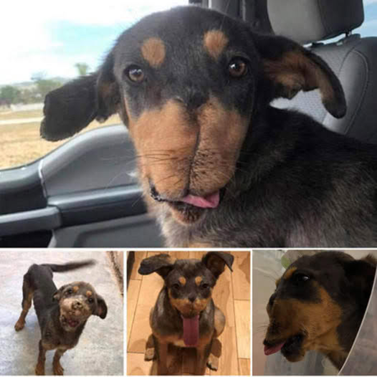 Overcoming Fear: A Scared Dog in Mexico Stands Up to Fireworks and ...