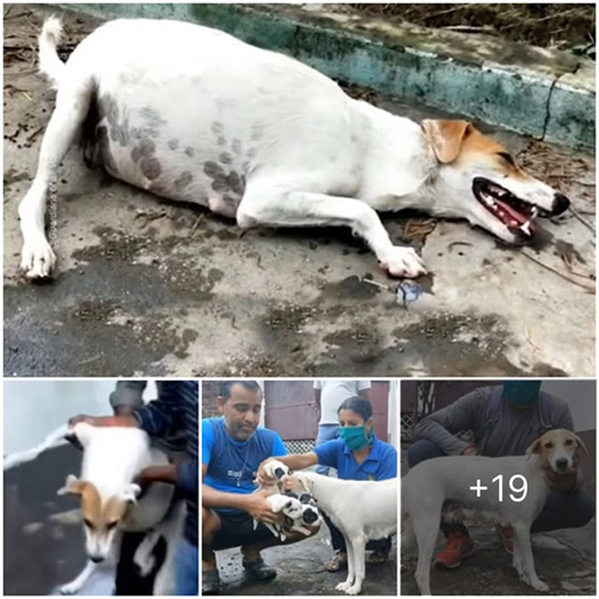 Weakened and weary, a pregnant dog collapsed by the roadside, her eyes ...
