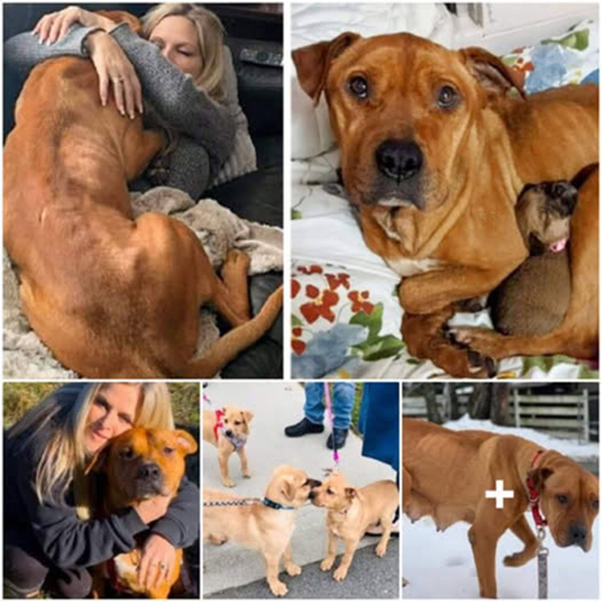 A courageous mother dog went through months of hunger and bitter cold ...