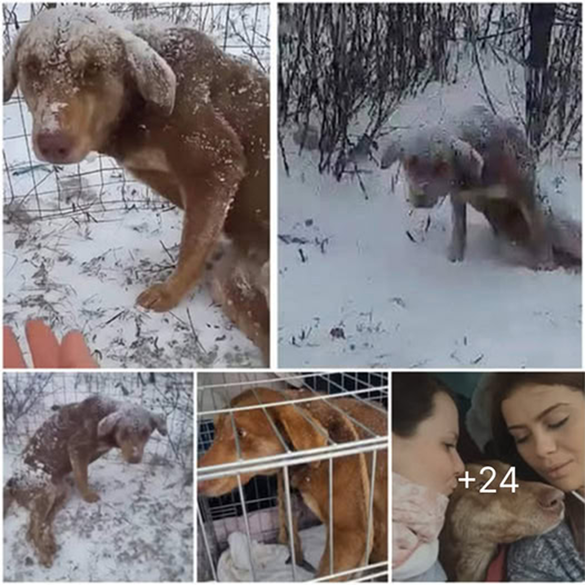 Shivering in the bitter cold, a wounded puppy lets out soft whimpers ...